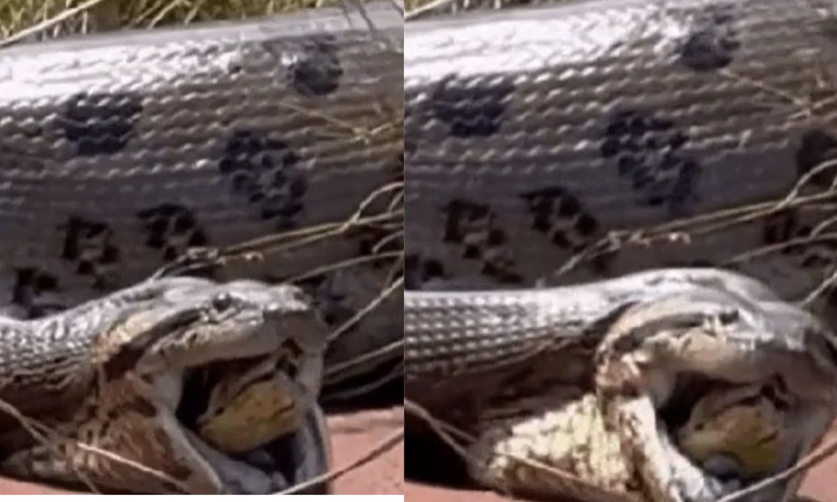 VÍDEO: 'Anaconda' gigante regurgita sucuri no interior de Goiás