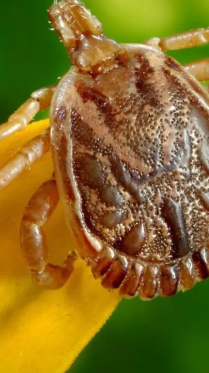 Febre maculosa: entenda o que é e quais são os sintomas • iBahia Febre maculosa: entenda o que é e quais são os sintomas • iBahia
