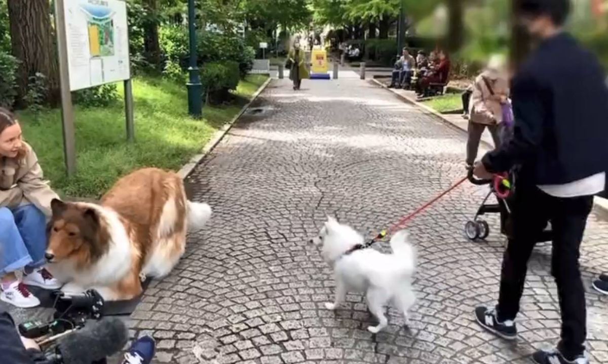 Homem que gastou R$ 72 mil para parecer cão interage com animais Homem que gastou R$ 72 mil para parecer cão interage com animais
