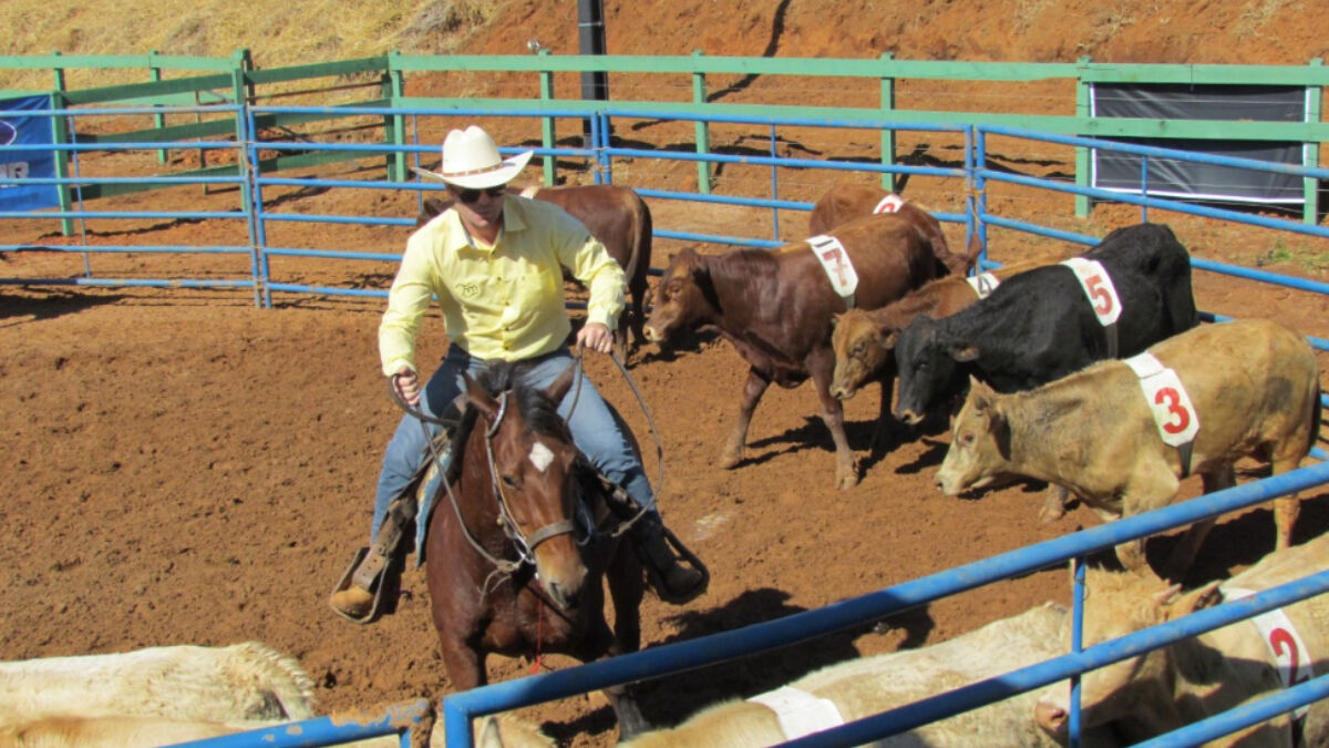 Bahia recebe nova edição de Ranch Sorting; saiba mais