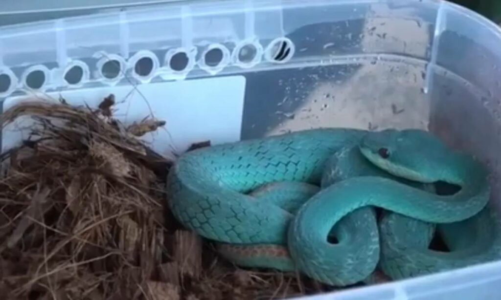 Mais de 30 cobras e répteis são apreendidos no sul da Bahia